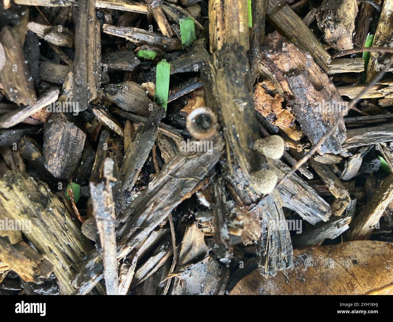 bird's nest fungi (Nidulariaceae Stock Photo - Alamy