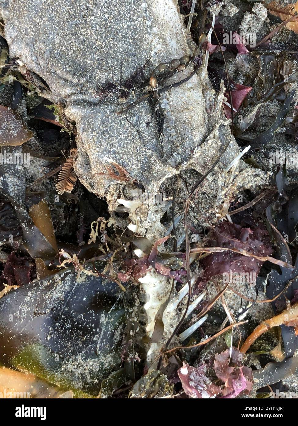 Lingcod (Ophiodon elongatus Stock Photo - Alamy