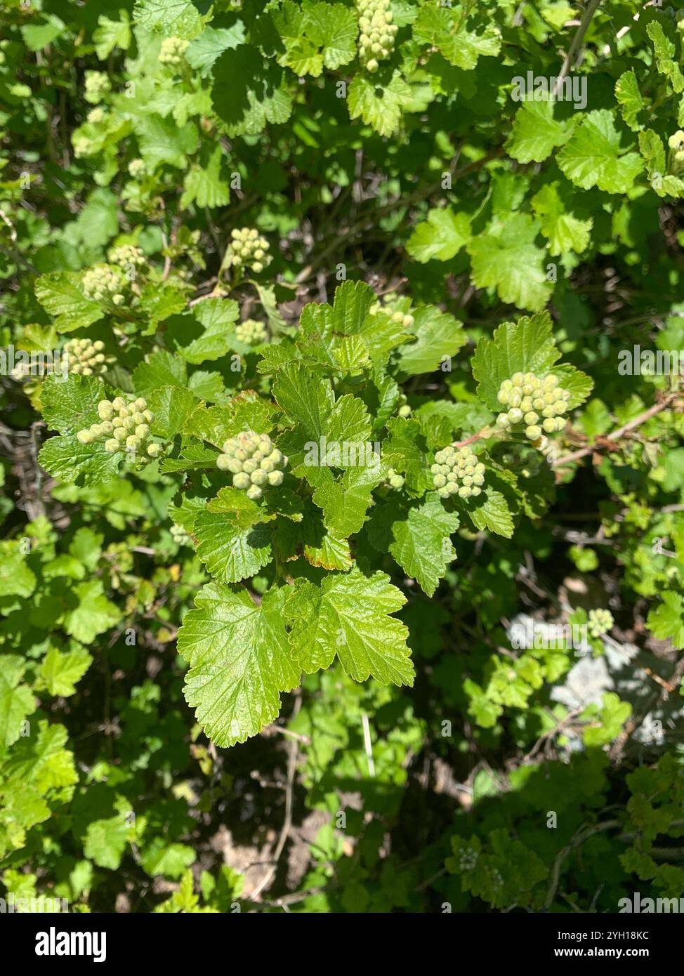 mallow-leaf ninebark (Physocarpus malvaceus Stock Photo - Alamy