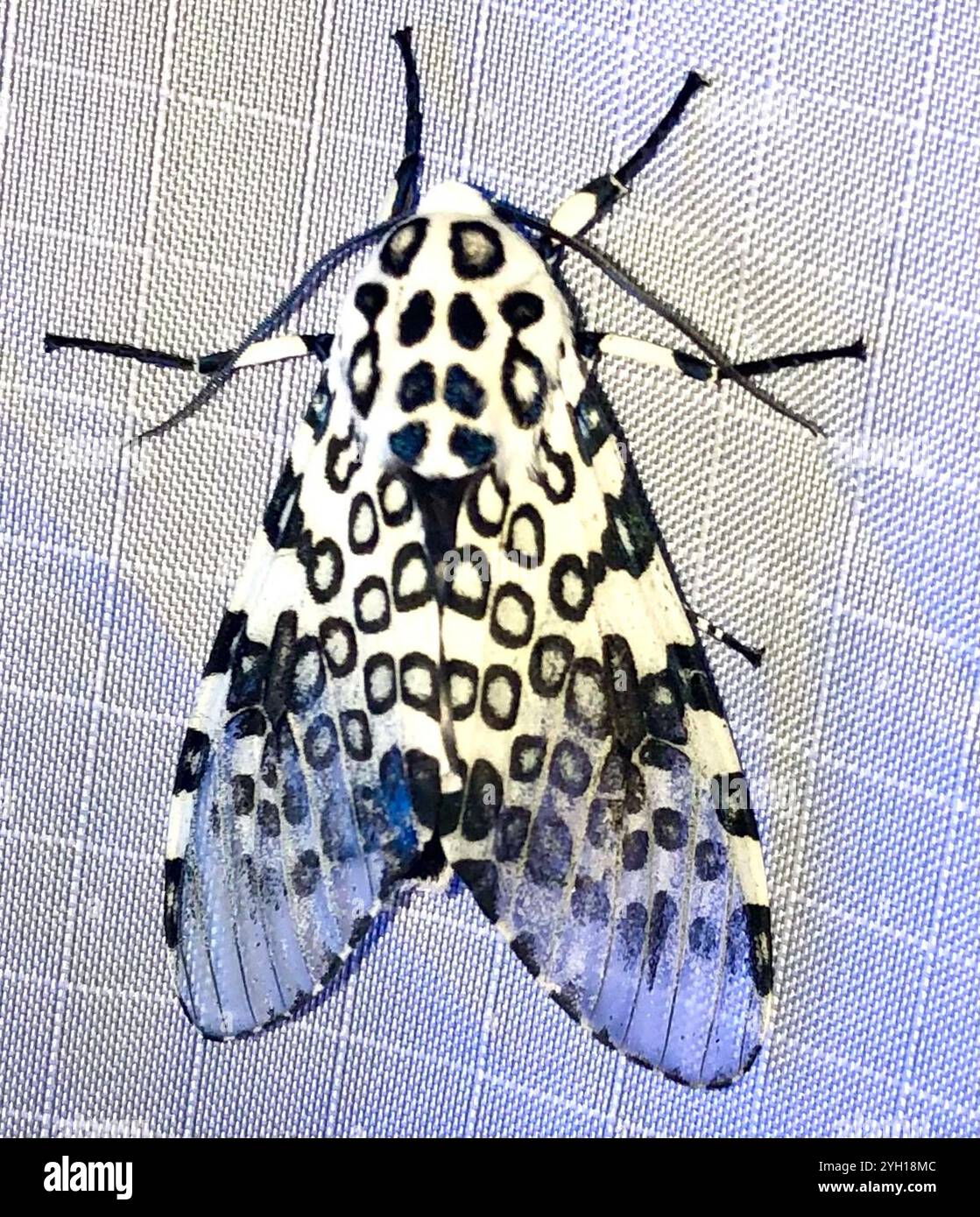 Giant Leopard Moth (Hypercompe scribonia Stock Photo - Alamy