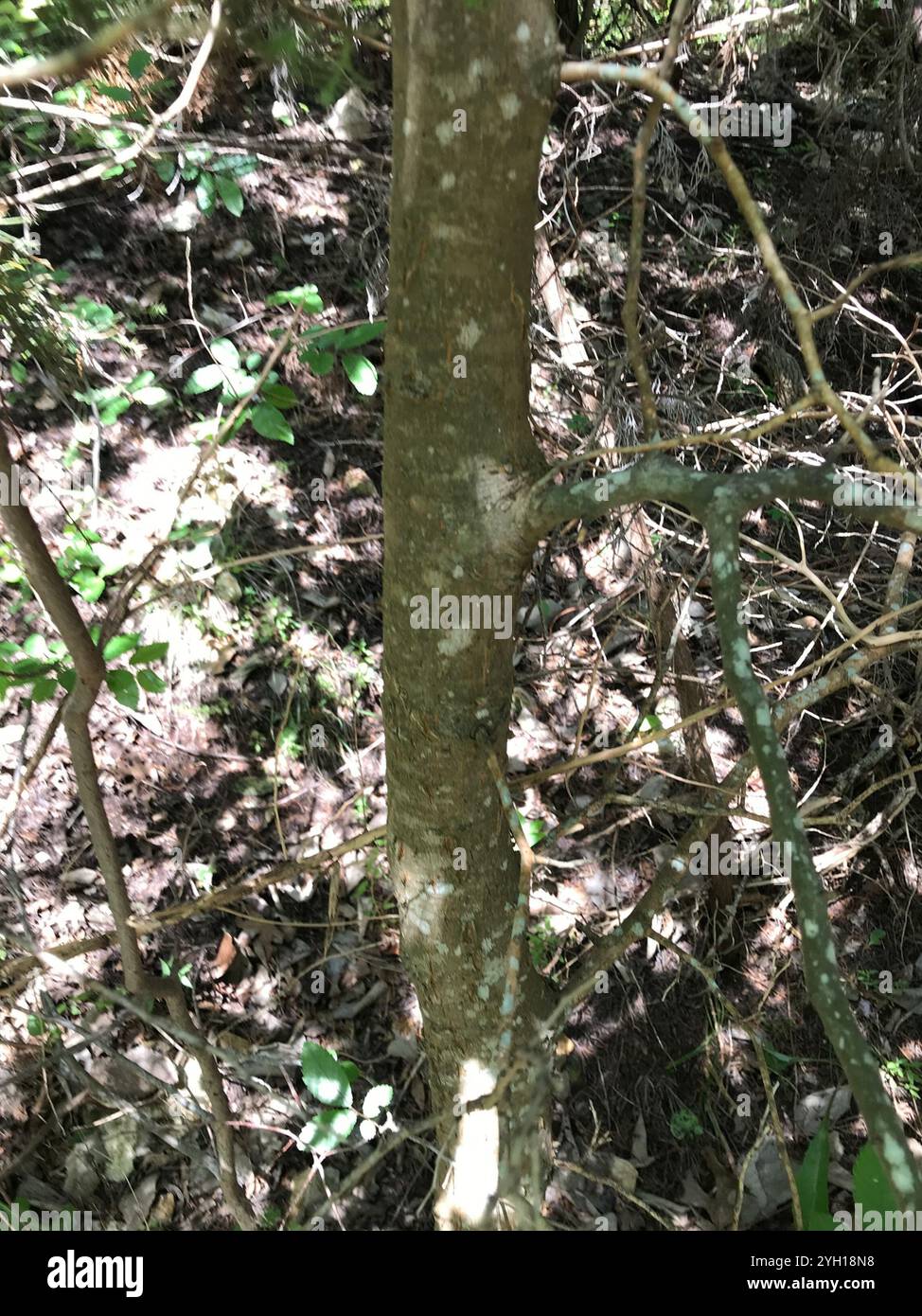 netleaf hackberry (Celtis reticulata Stock Photo - Alamy