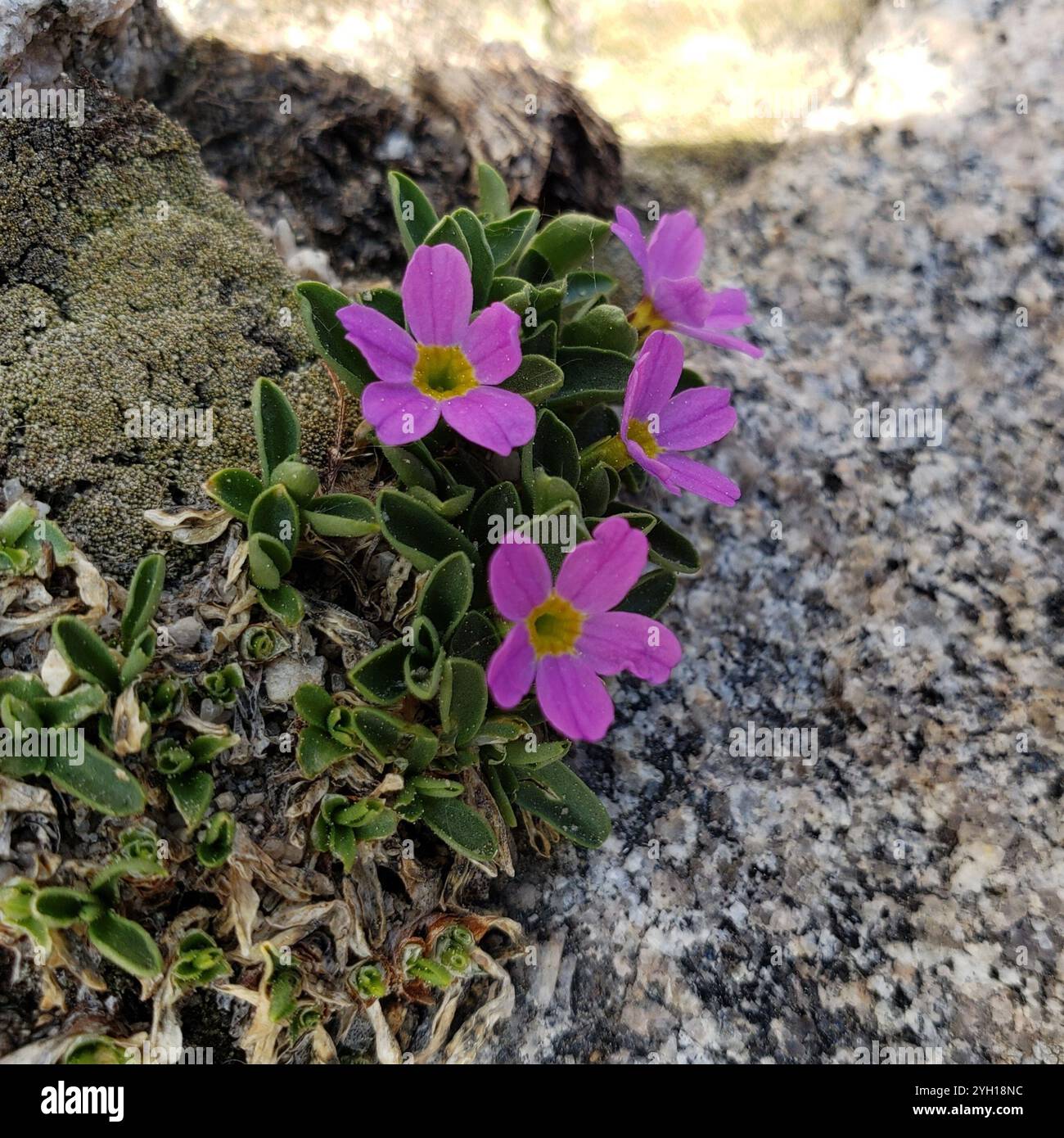 Alpine Primrose (Primula angustifolia Stock Photo - Alamy