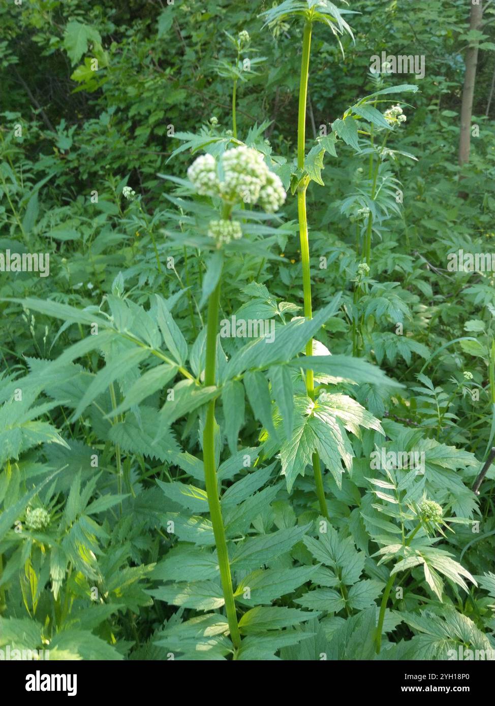 common valerian (Valeriana officinalis Stock Photo - Alamy