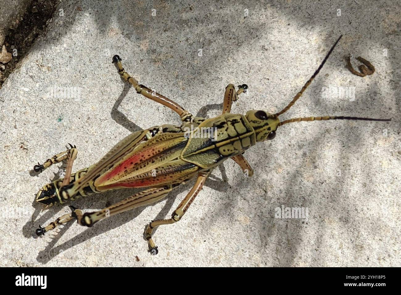 Eastern Lubber Grasshopper (Romalea microptera Stock Photo - Alamy
