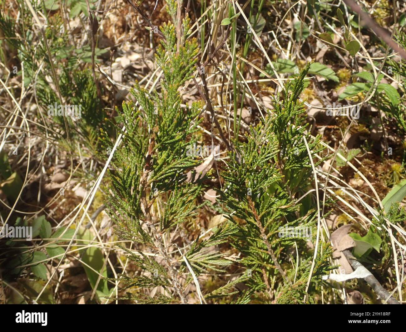 creeping juniper (Juniperus horizontalis Stock Photo - Alamy