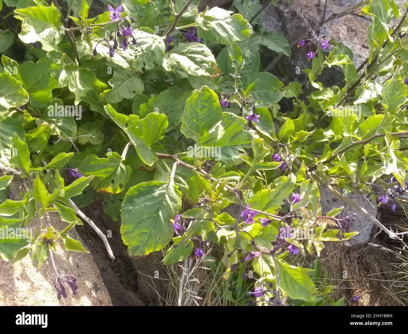 bittersweet nightshade (Solanum dulcamara Stock Photo - Alamy