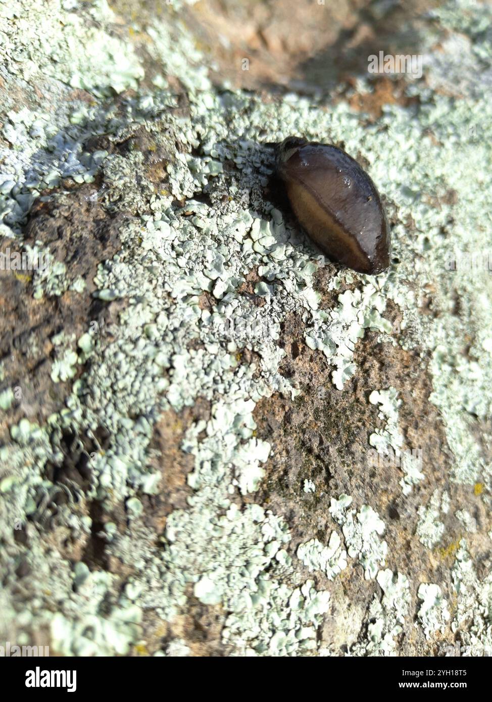 Greenhouse Slug (Milax gagates Stock Photo - Alamy
