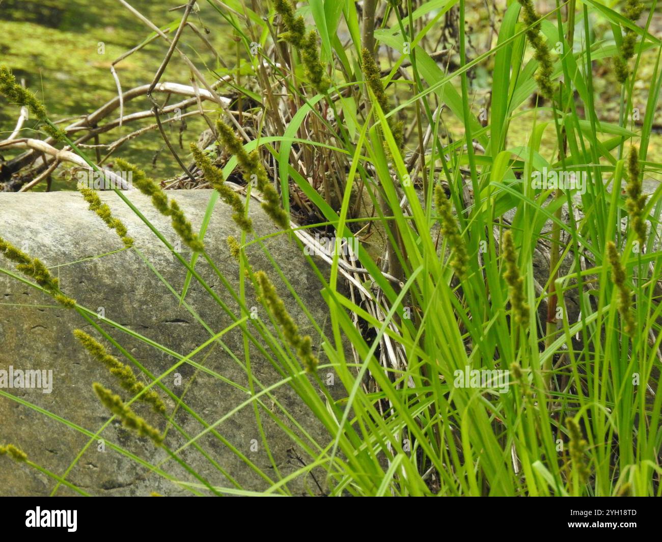 fox sedge (Carex vulpinoidea Stock Photo - Alamy