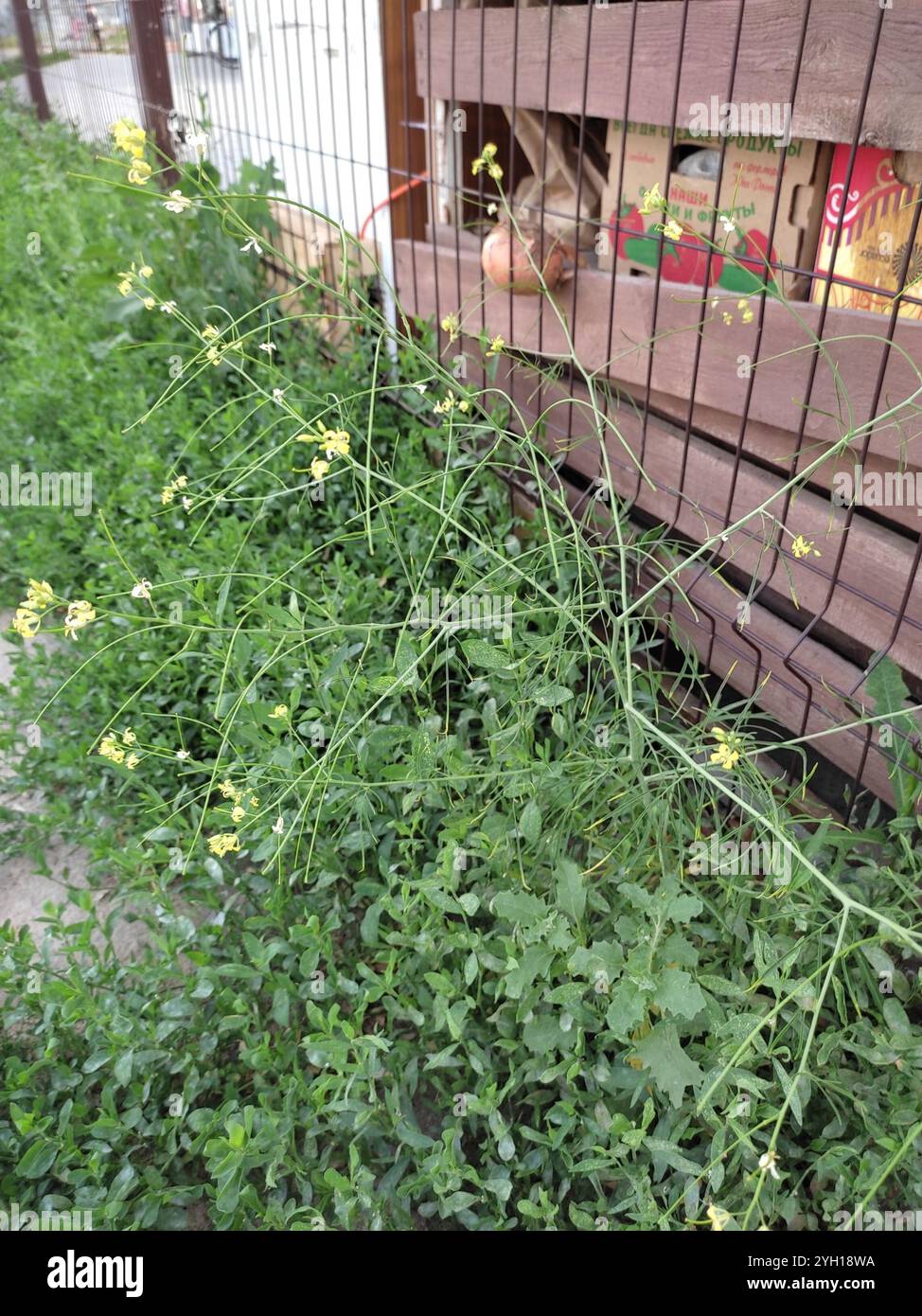 Tall Tumblemustard (Sisymbrium altissimum Stock Photo - Alamy