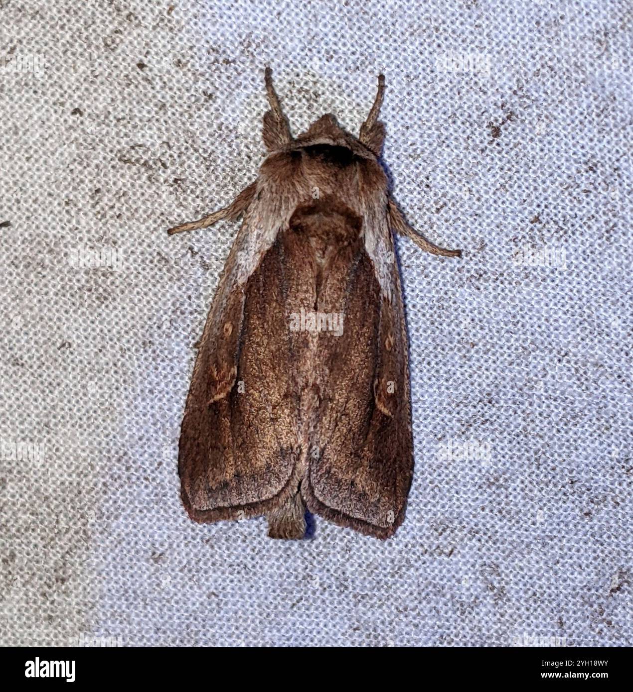 Cattail Borer Moth (Bellura obliqua Stock Photo - Alamy