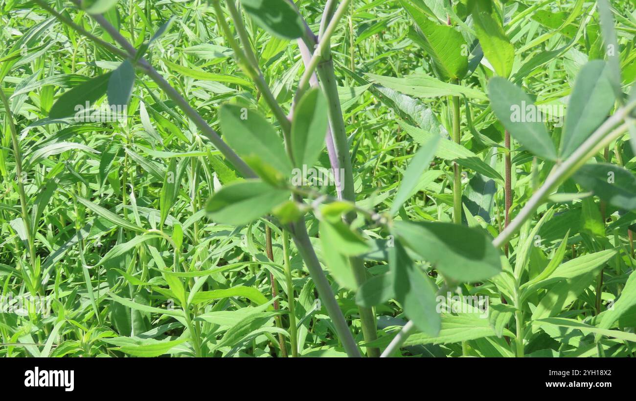 white wild indigo (Baptisia alba Stock Photo - Alamy