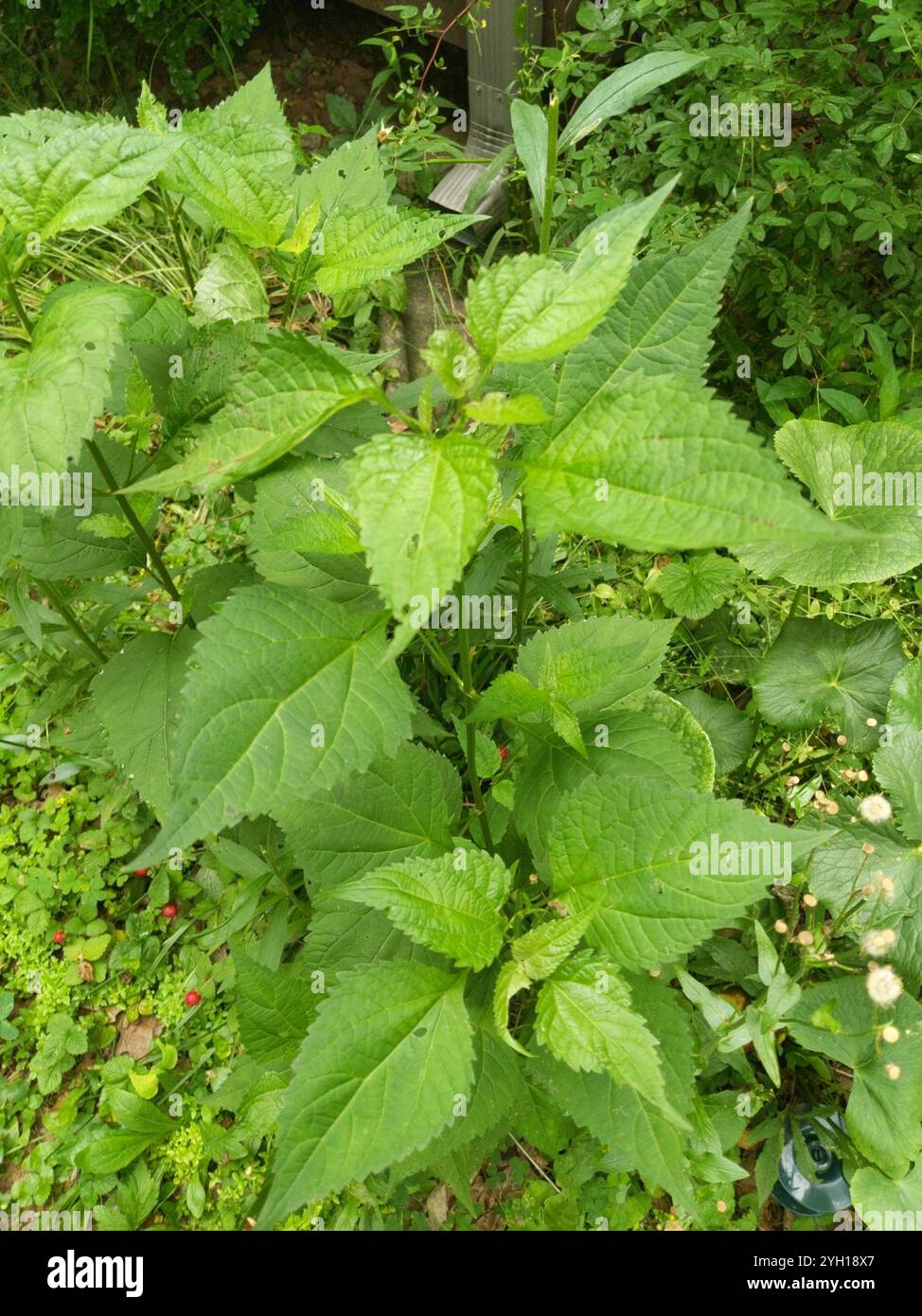 nettle family (Urticaceae Stock Photo - Alamy