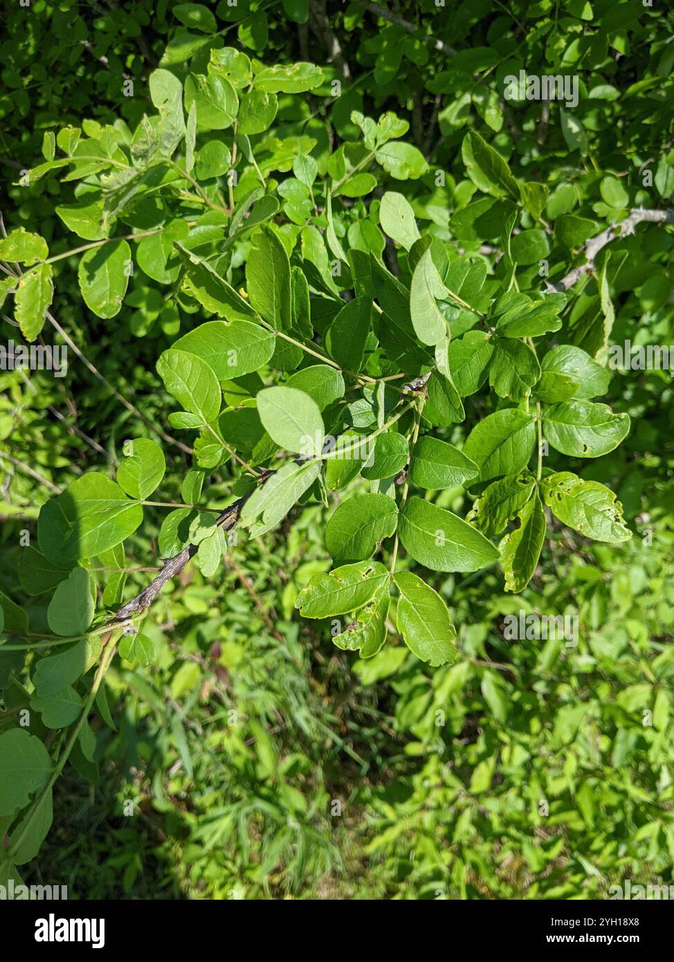 common prickly ash (Zanthoxylum americanum Stock Photo - Alamy