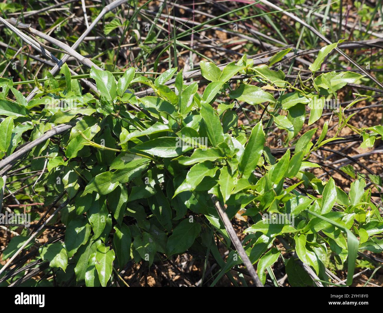 skunk vine (Paederia foetida Stock Photo - Alamy
