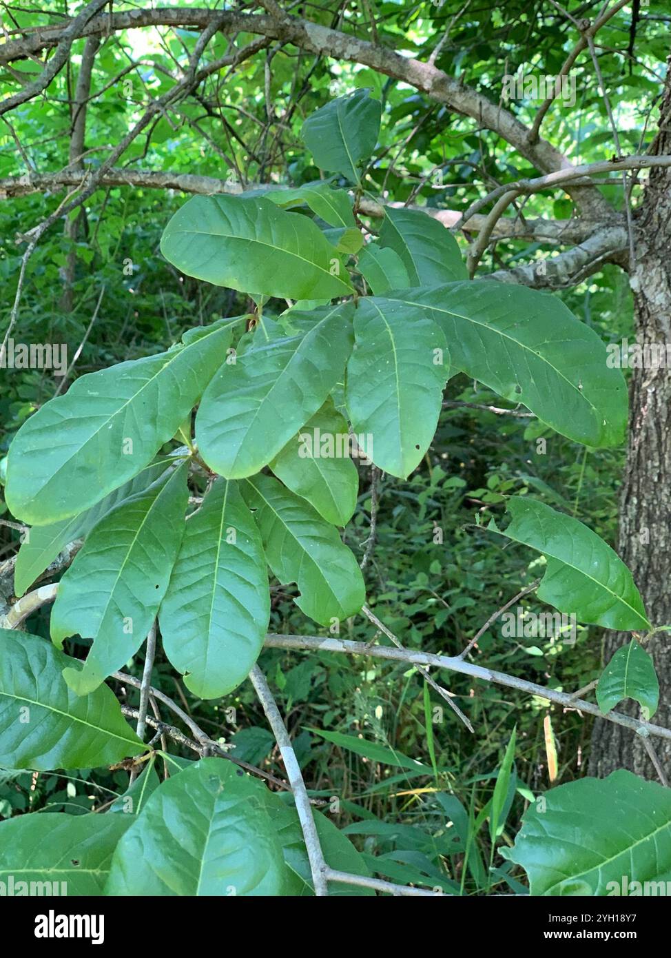 shingle oak (Quercus imbricaria Stock Photo - Alamy