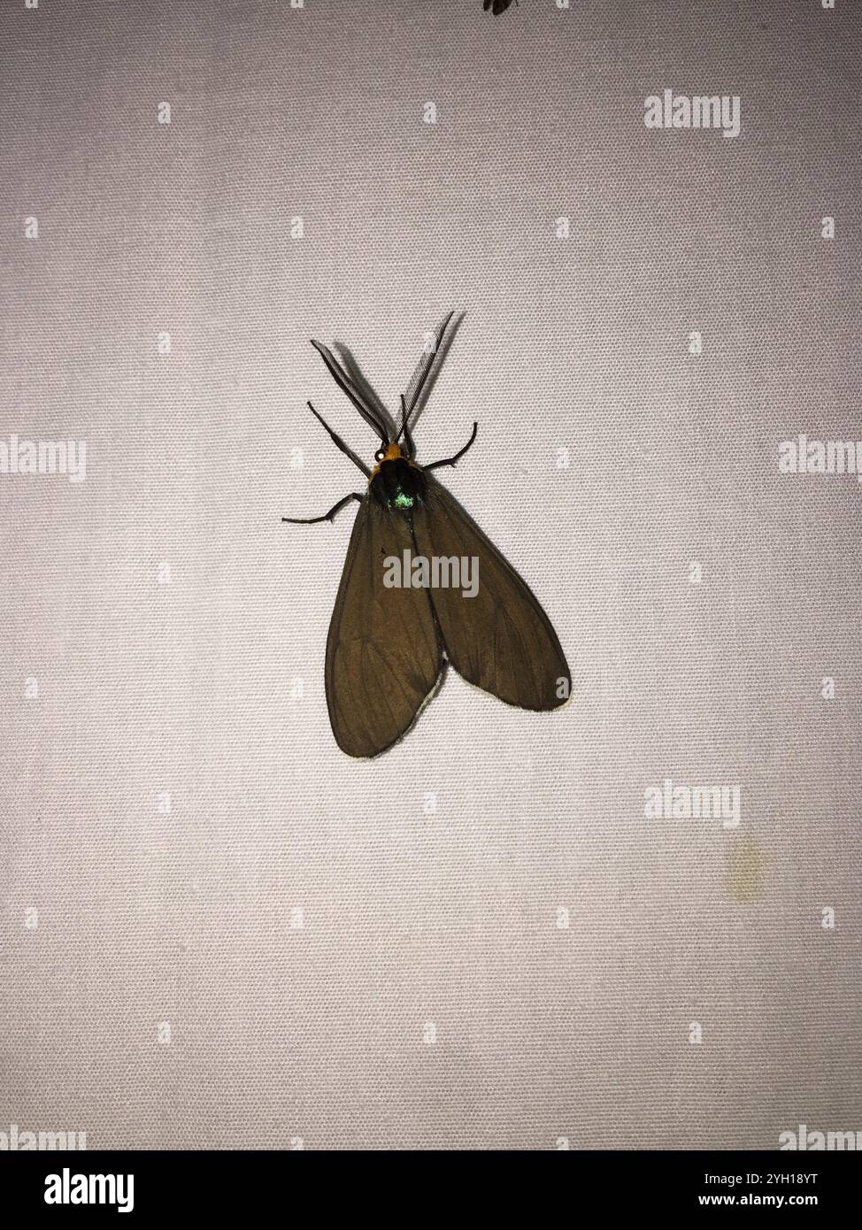 Virginia ctenucha moth virginica hi-res stock photography and images ...