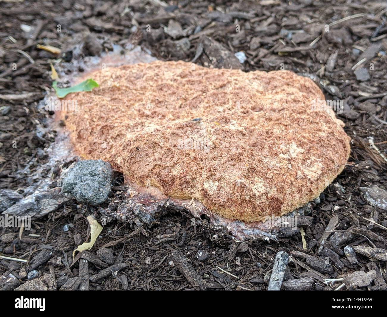 Dog Vomit Slime Mold (Fuligo septica Stock Photo - Alamy