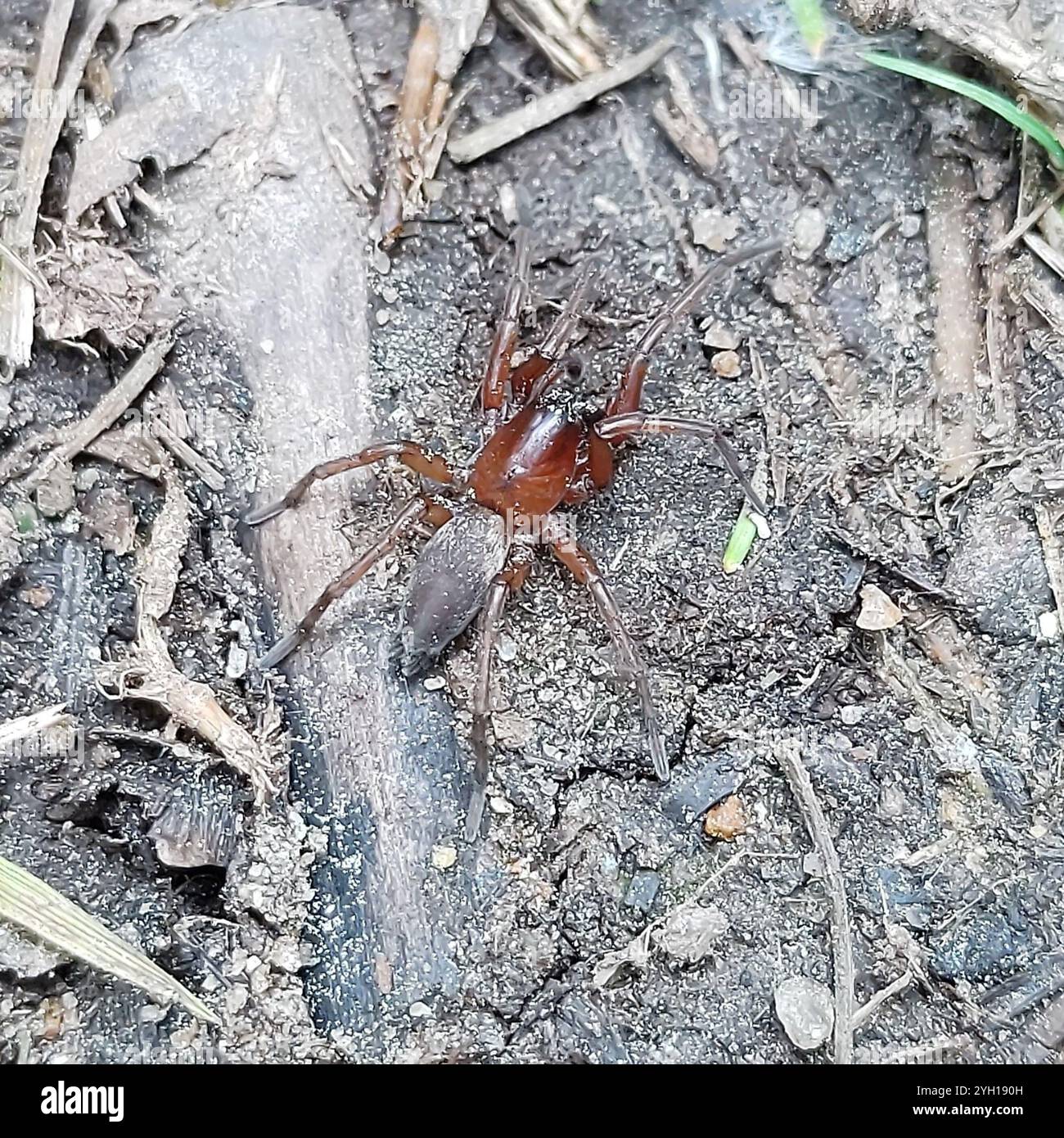 Mouse Spider (Scotophaeus blackwalli Stock Photo - Alamy