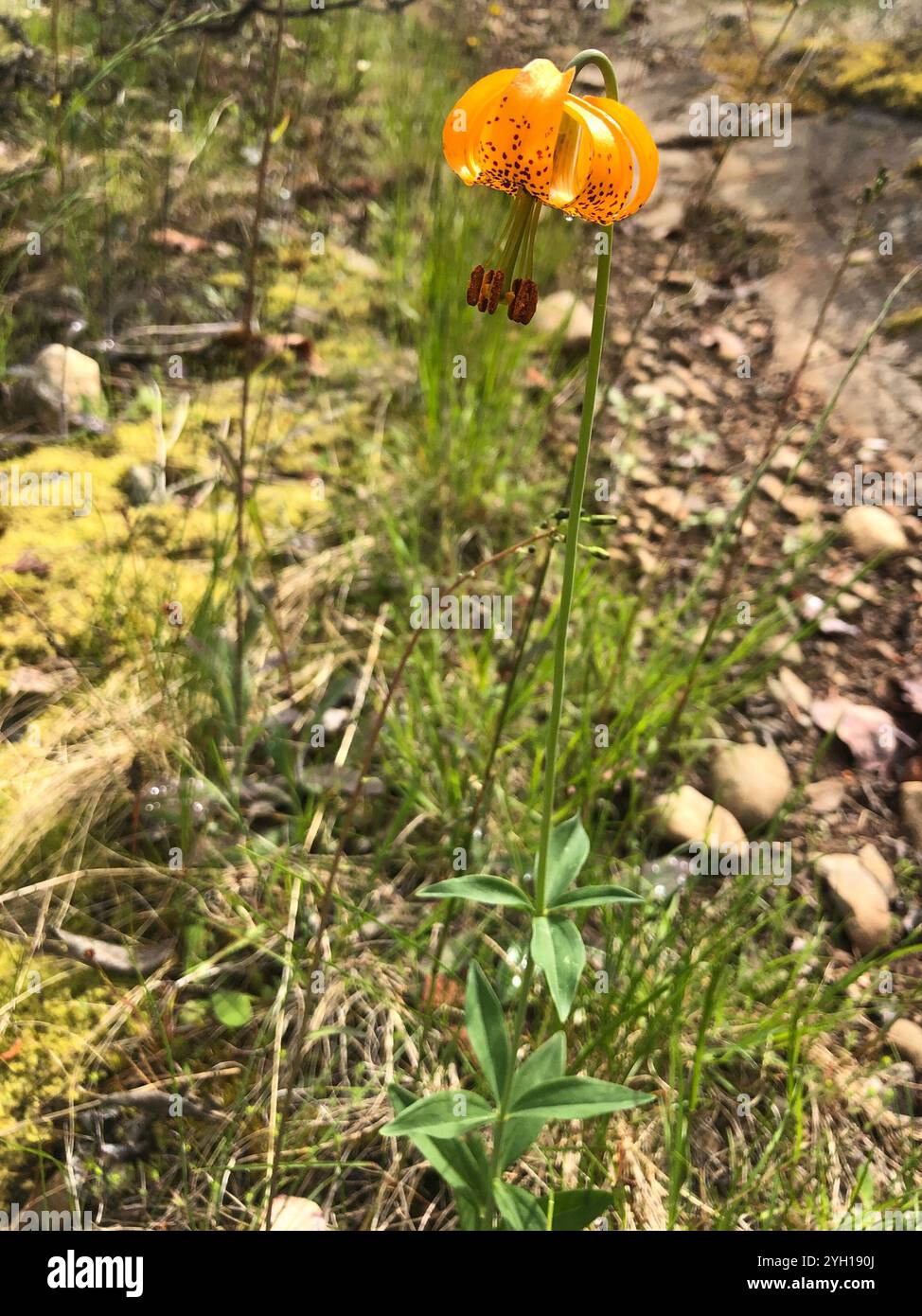 Columbia lily (Lilium columbianum Stock Photo - Alamy