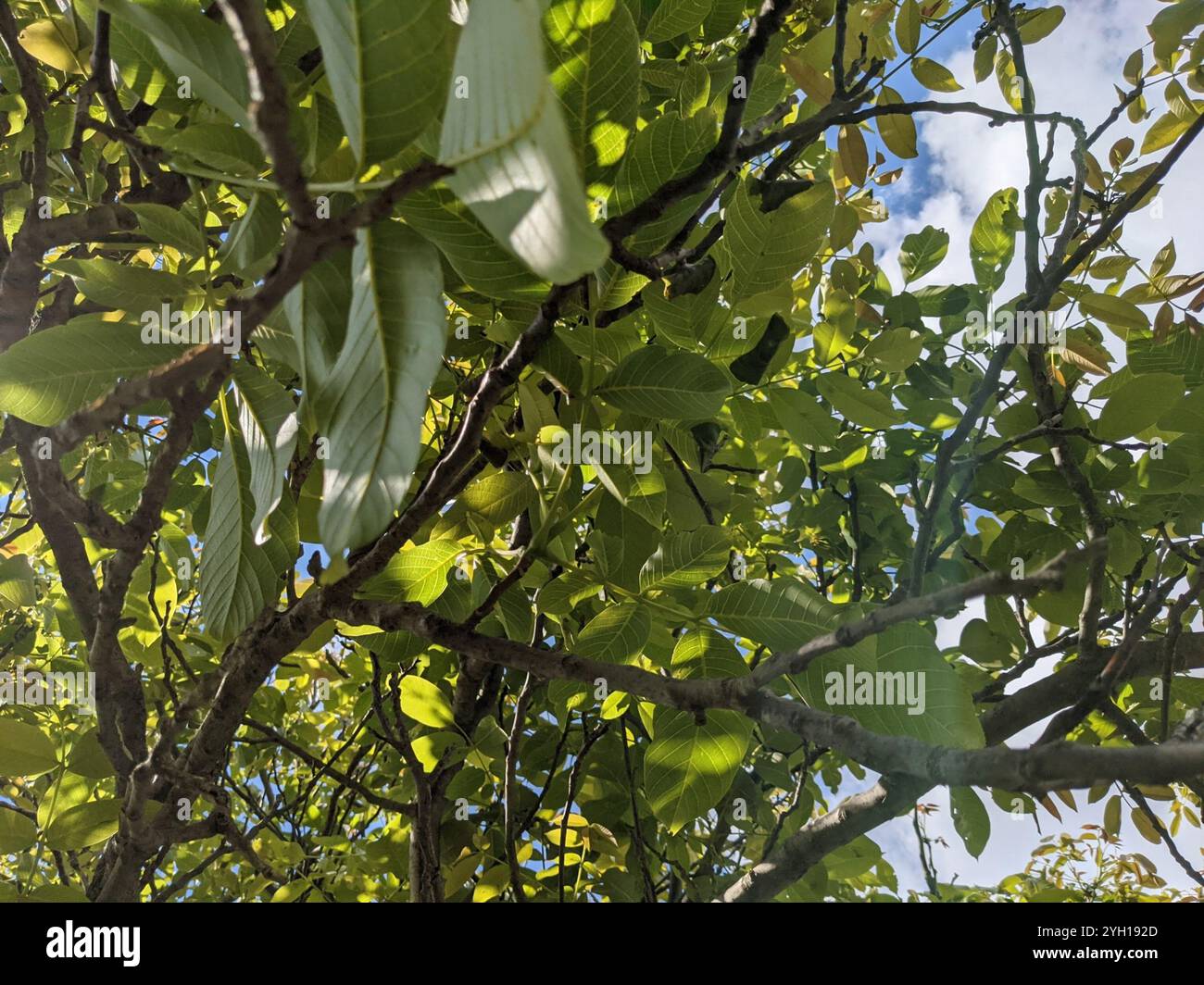 Persian walnut (Juglans regia Stock Photo - Alamy