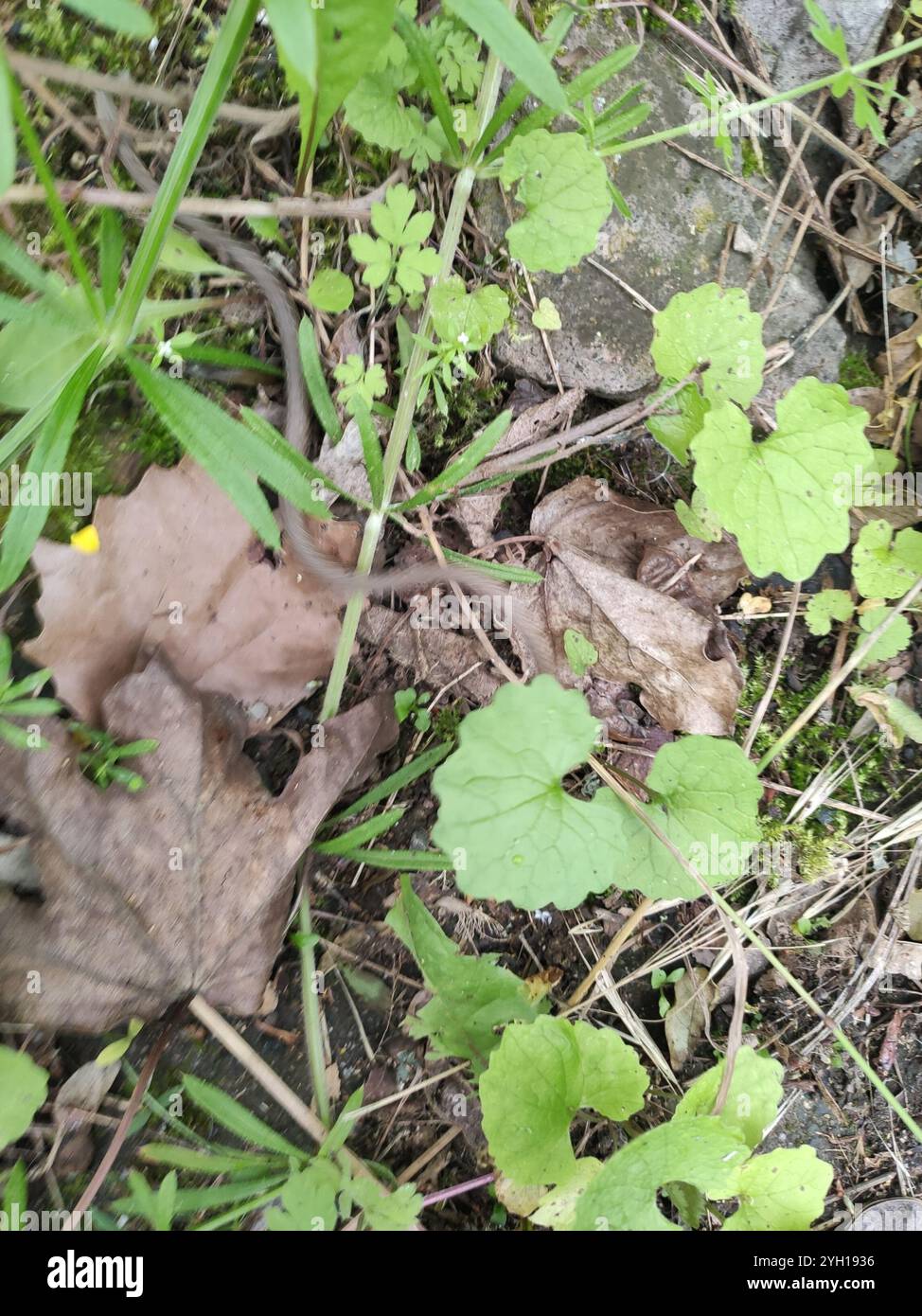Colubrine Snakes (Colubrinae Stock Photo - Alamy