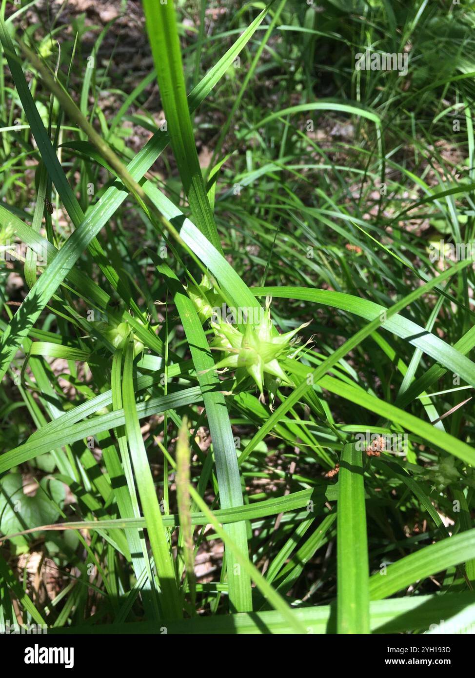 bladder sedge (Carex intumescens Stock Photo - Alamy