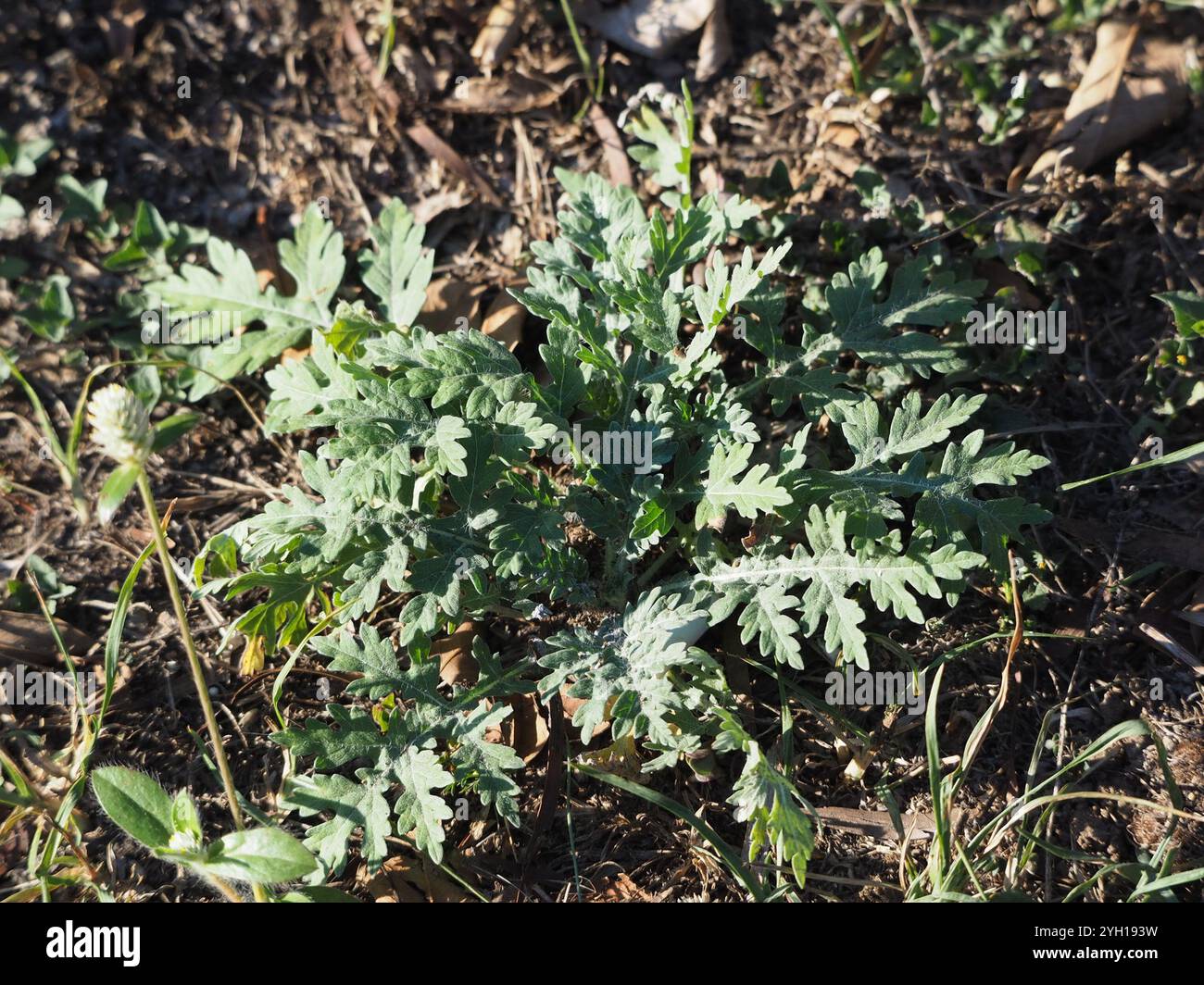 Santa Maria feverfew (Parthenium hysterophorus Stock Photo - Alamy