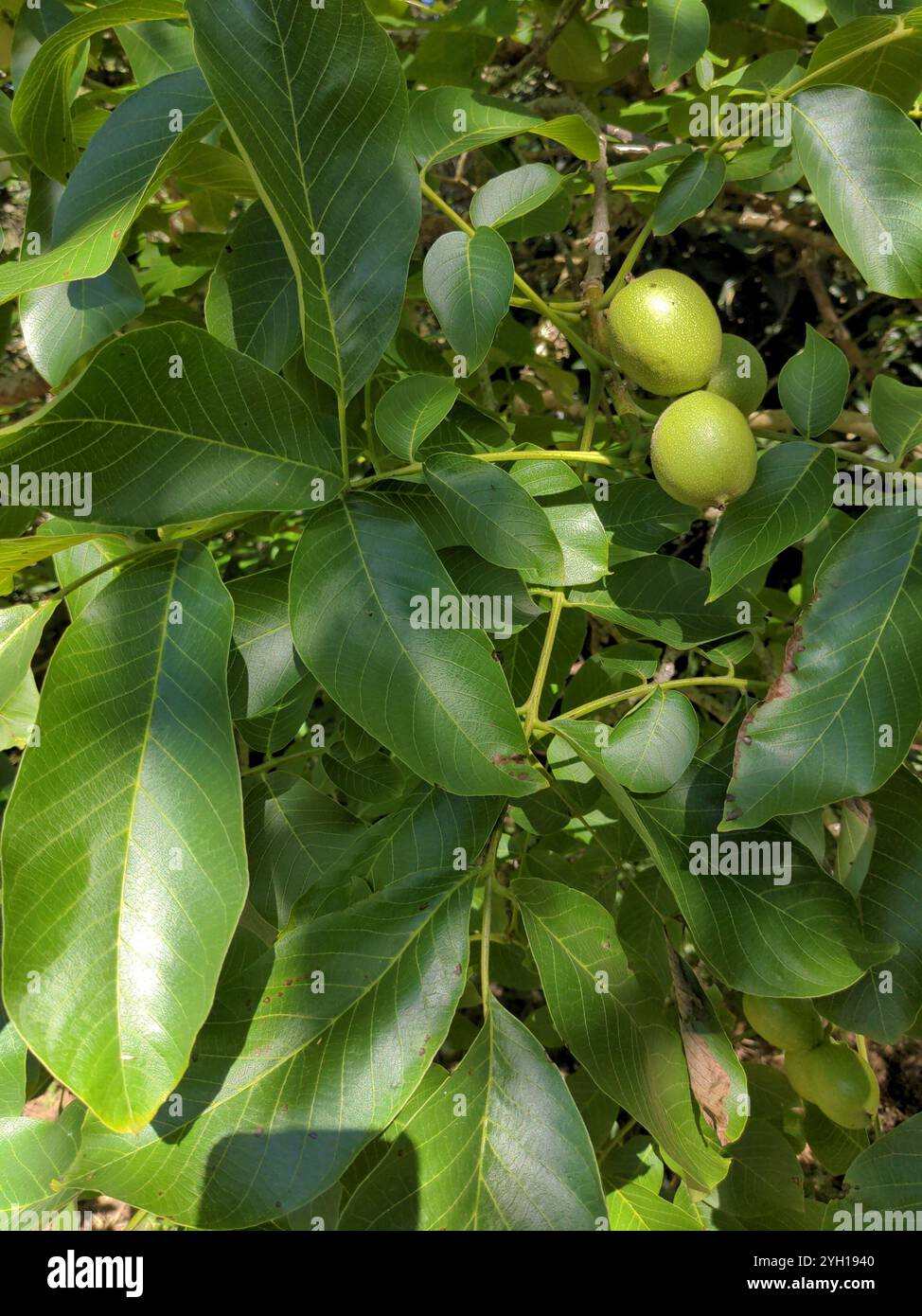 Persian walnut (Juglans regia Stock Photo - Alamy