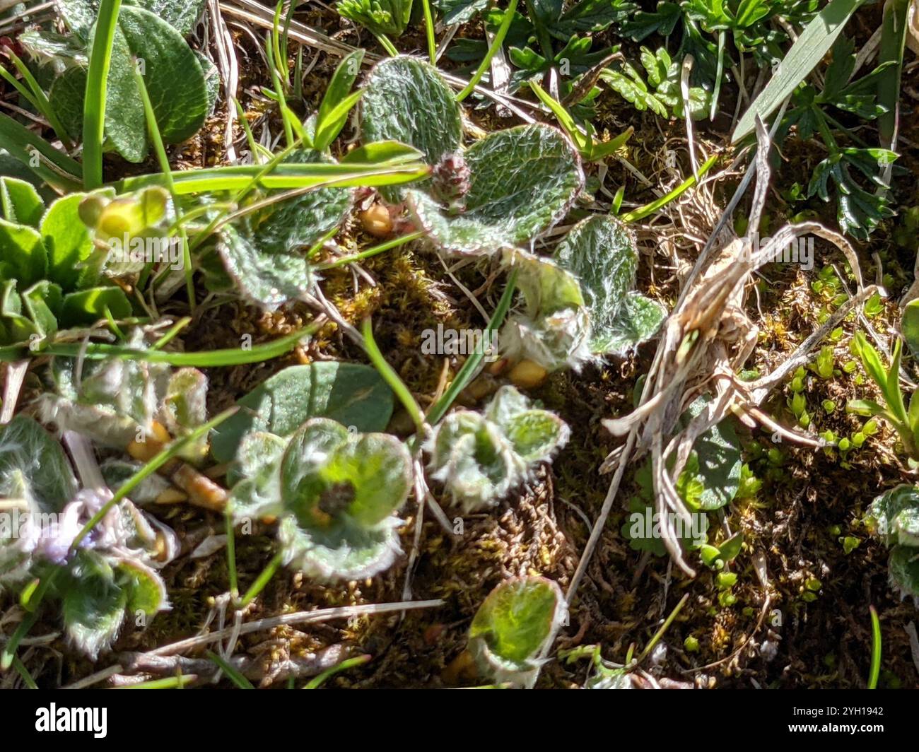 Net-leaved Willow (Salix reticulata Stock Photo - Alamy