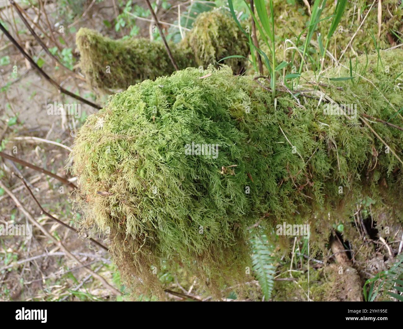 Cat's Tail Moss (Pseudisothecium stoloniferum Stock Photo - Alamy