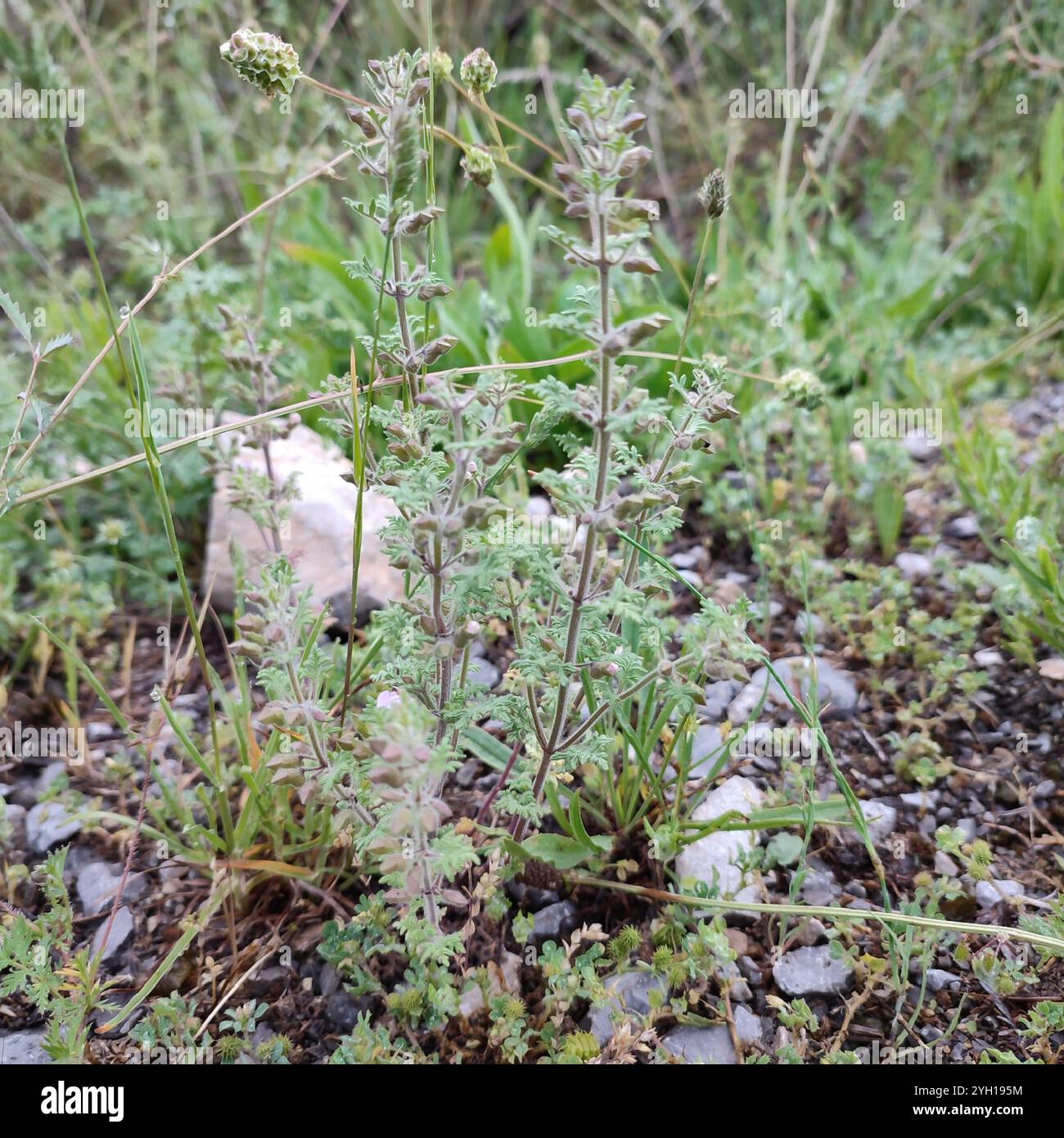 Cut-leaved Germander (Teucrium botrys Stock Photo - Alamy