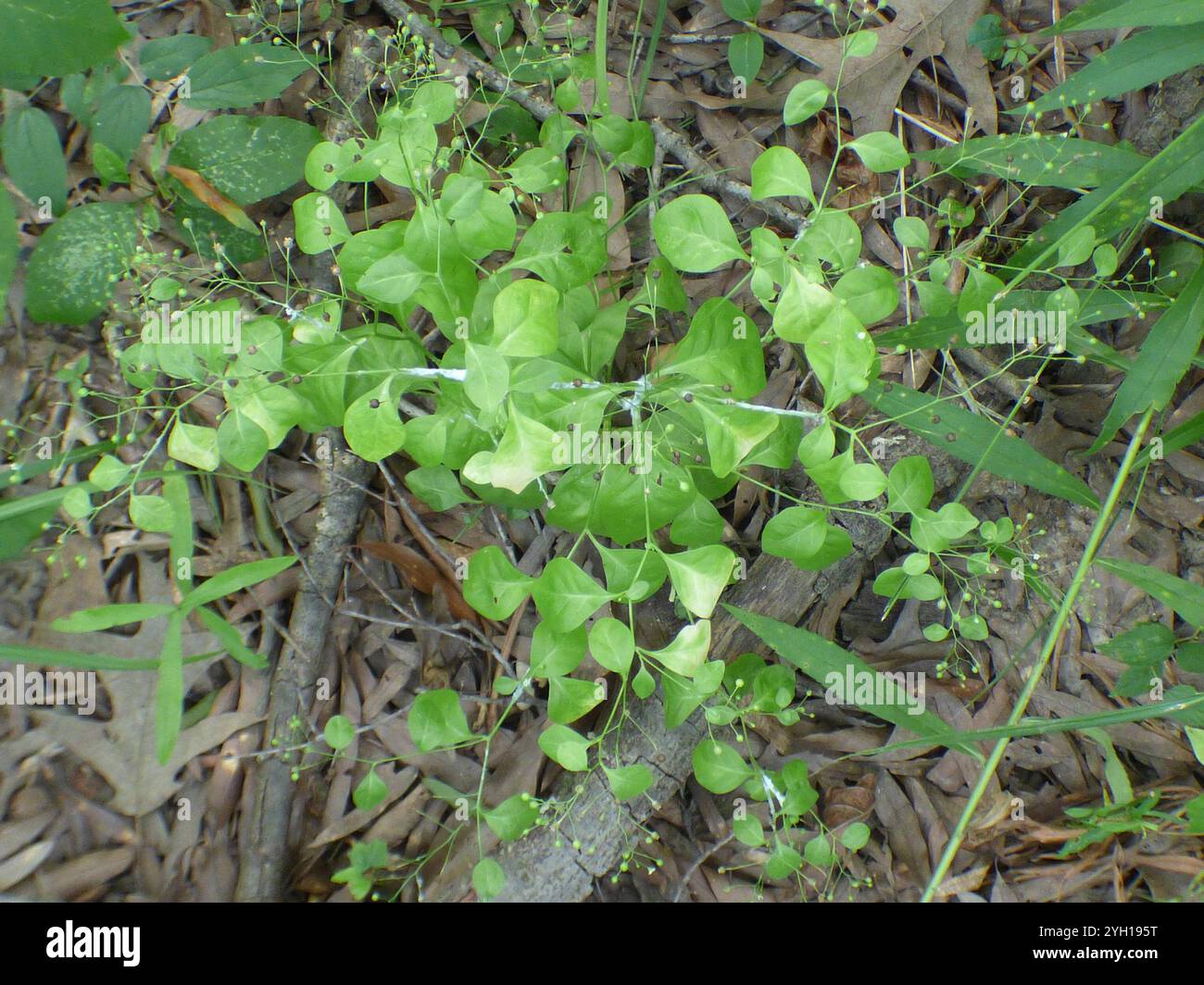 seaside brookweed (Samolus parviflorus Stock Photo - Alamy