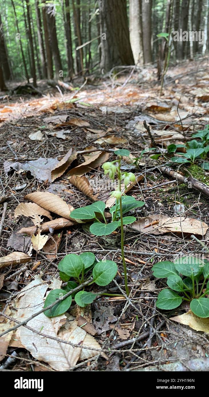 green-flowered wintergreen (Pyrola chlorantha Stock Photo - Alamy