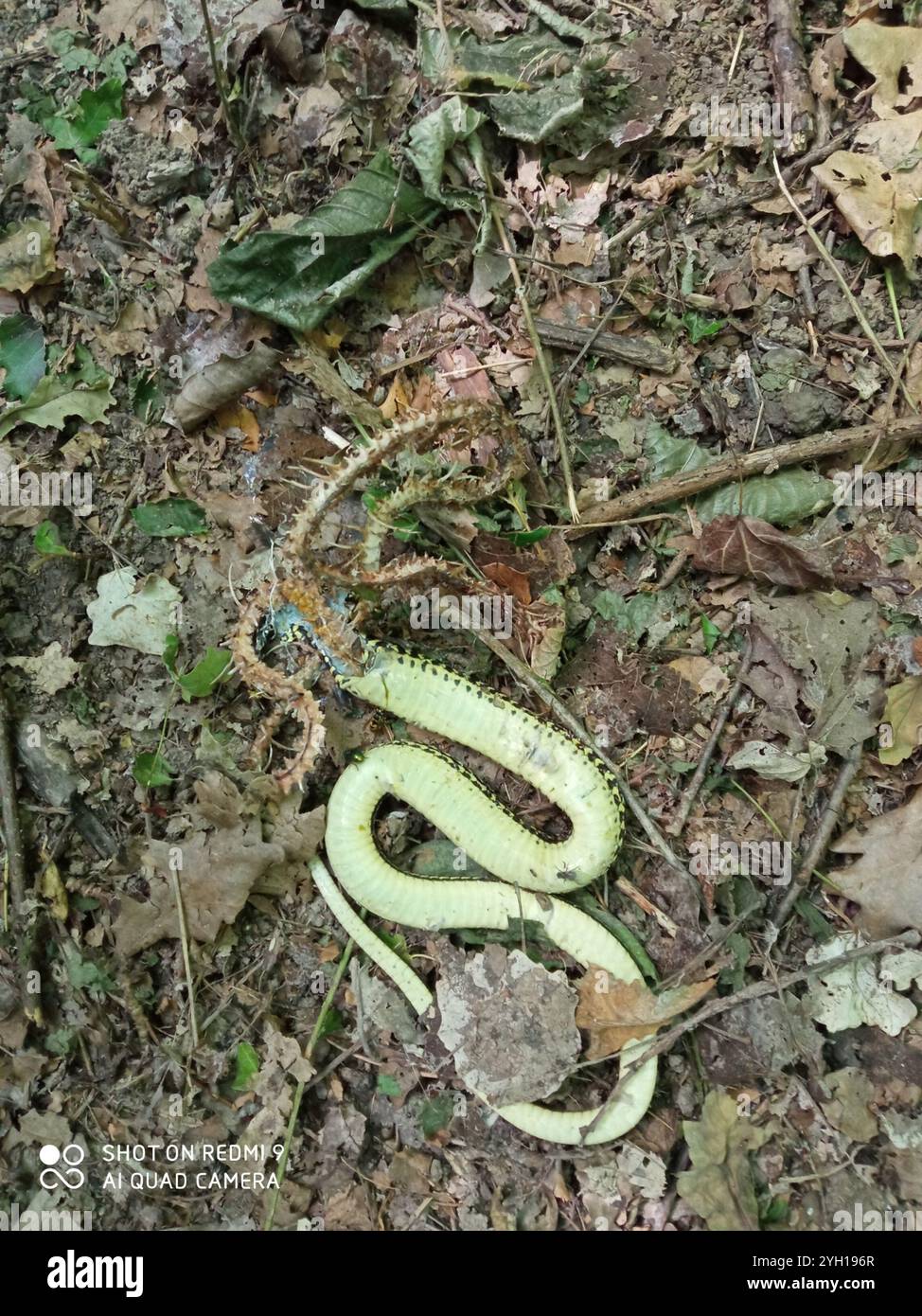Green Whip Snake (Hierophis viridiflavus Stock Photo - Alamy
