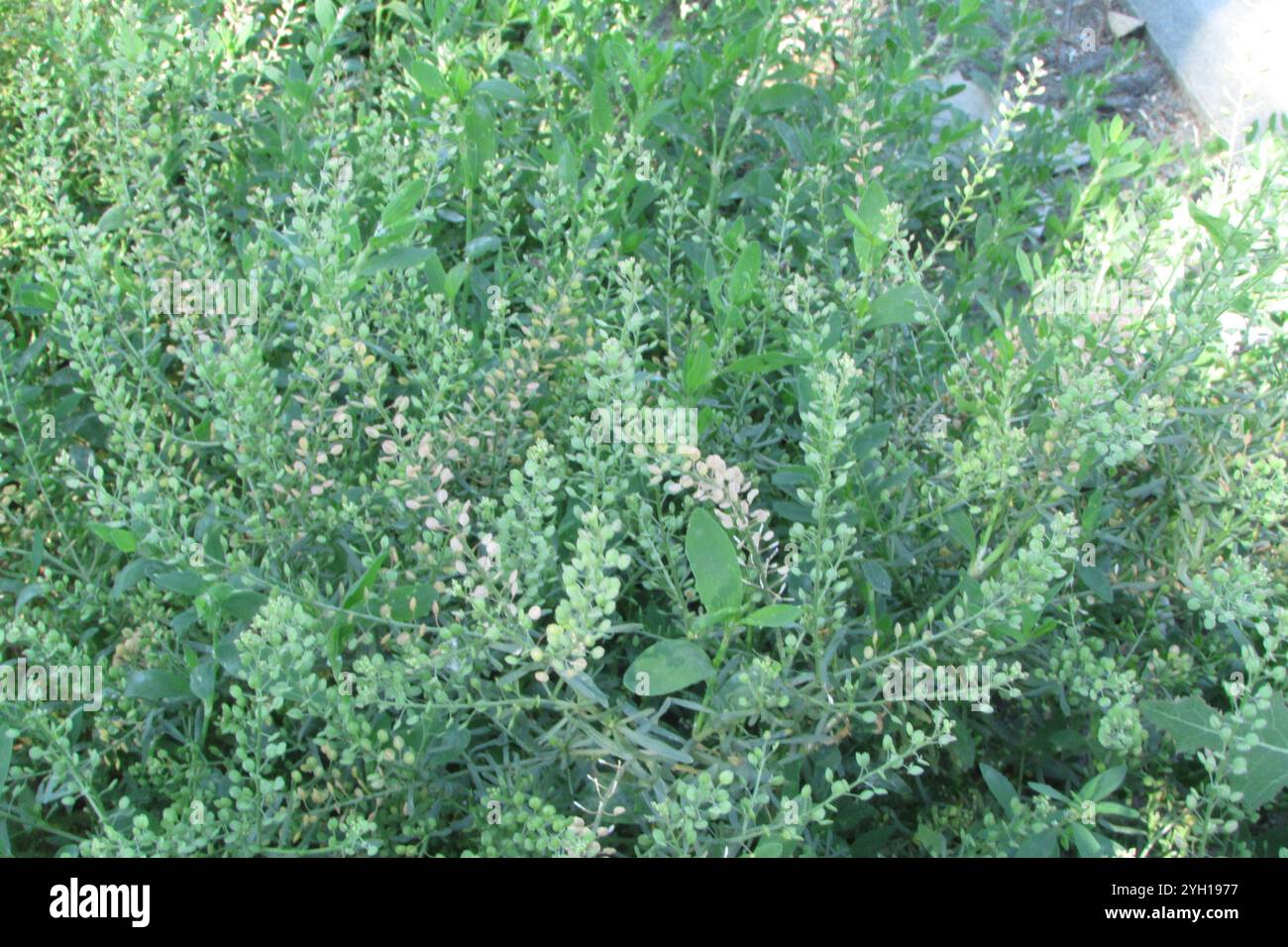 Narrow-leaved Pepperwort (Lepidium ruderale Stock Photo - Alamy