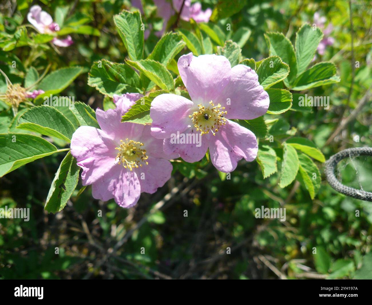 Cinnamon Rose (Rosa majalis Stock Photo - Alamy