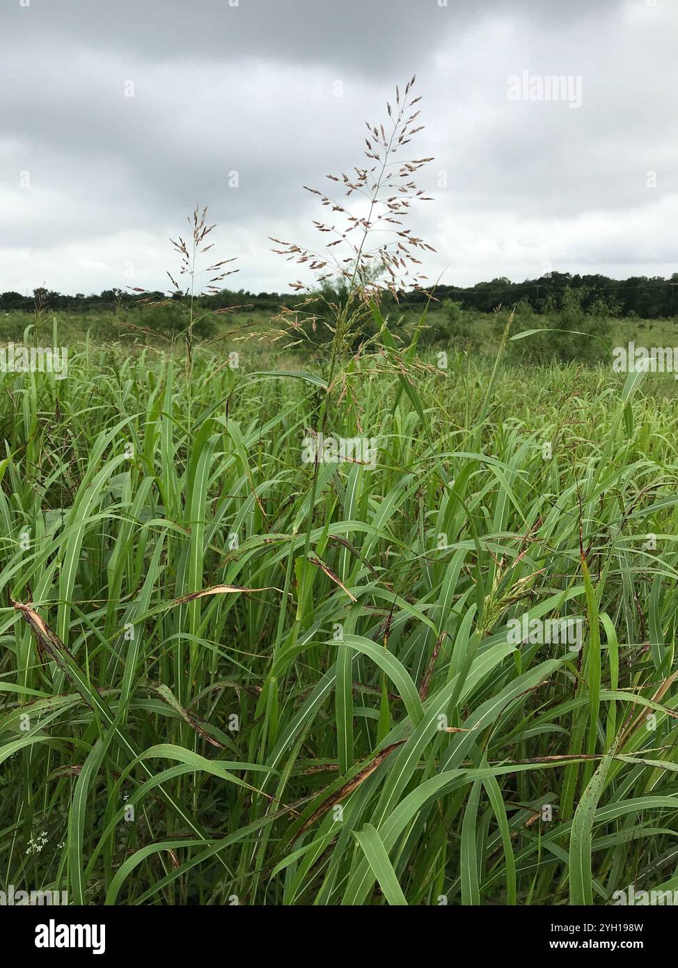 Johnson grass (Sorghum halepense Stock Photo - Alamy