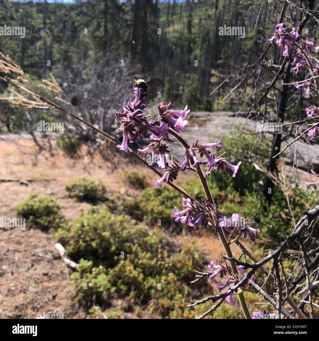 Poodle-dog bush (Turricula parryi Stock Photo - Alamy