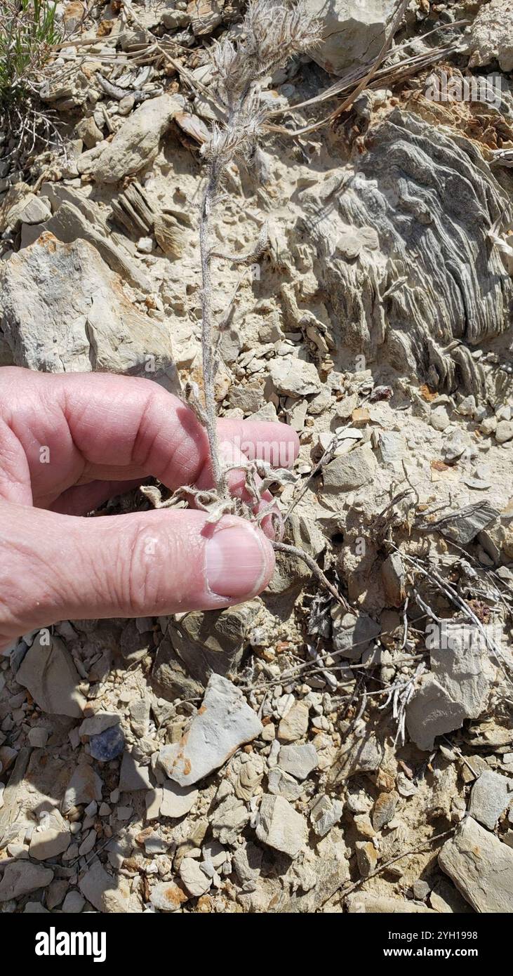 Cockscomb Oreocarya (Oreocarya glomerata Stock Photo - Alamy