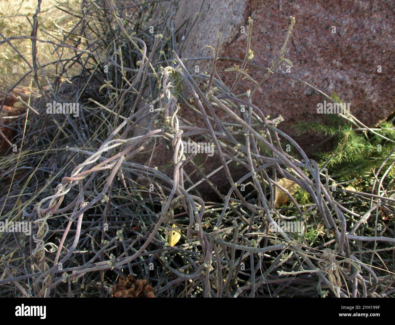 Caustic vine hi-res stock photography and images - Alamy