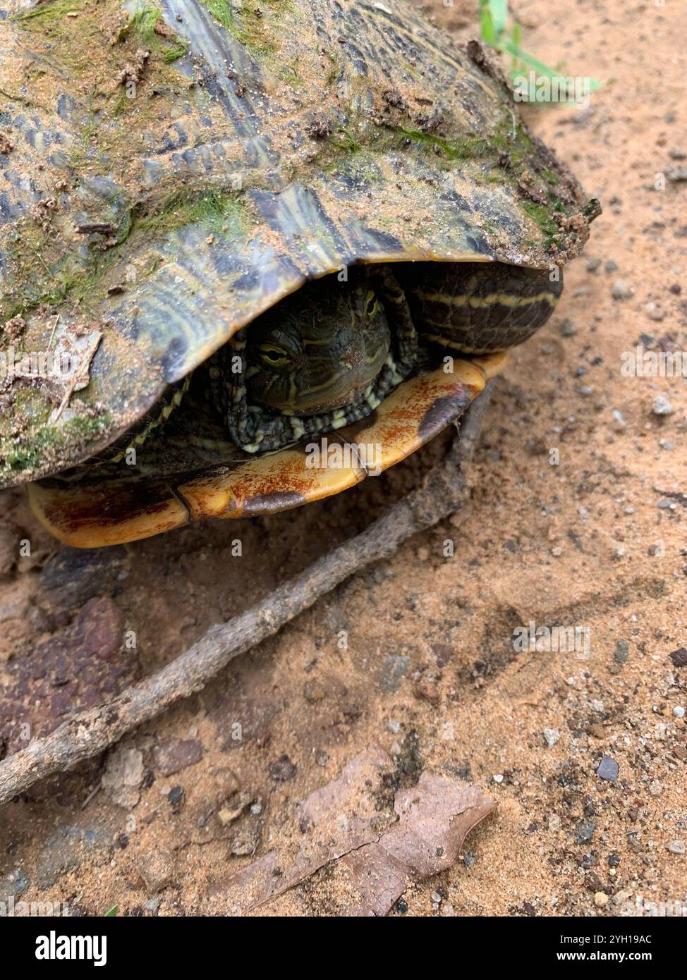 Red-eared Slider (Trachemys scripta elegans Stock Photo - Alamy