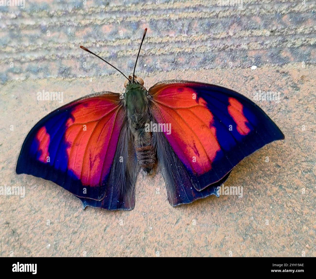Flamingo Leafwing (Fountainea ryphea Stock Photo - Alamy
