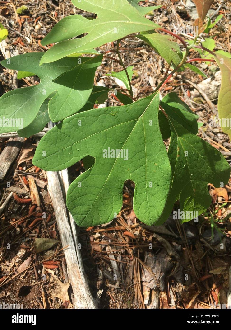 sassafras (Sassafras albidum Stock Photo - Alamy