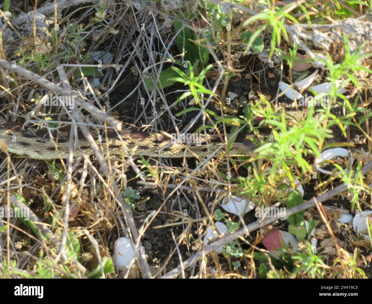 Pacific Gopher Snake (Pituophis catenifer catenifer Stock Photo - Alamy