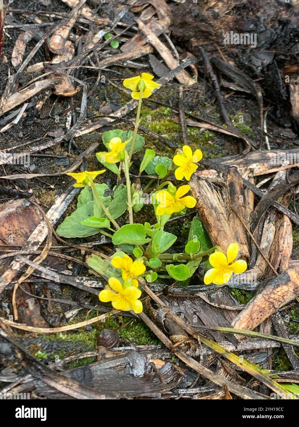 western roundleaf violet (Viola orbiculata Stock Photo - Alamy