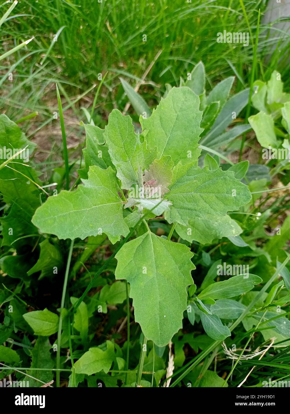 Common Lambsquarters (Chenopodium album Stock Photo - Alamy