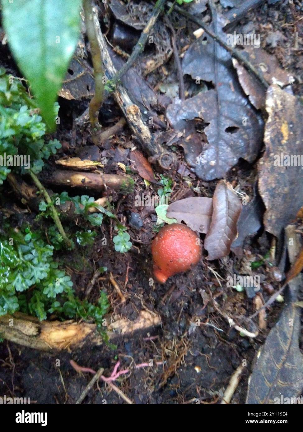 Calostoma hi-res stock photography and images - Alamy