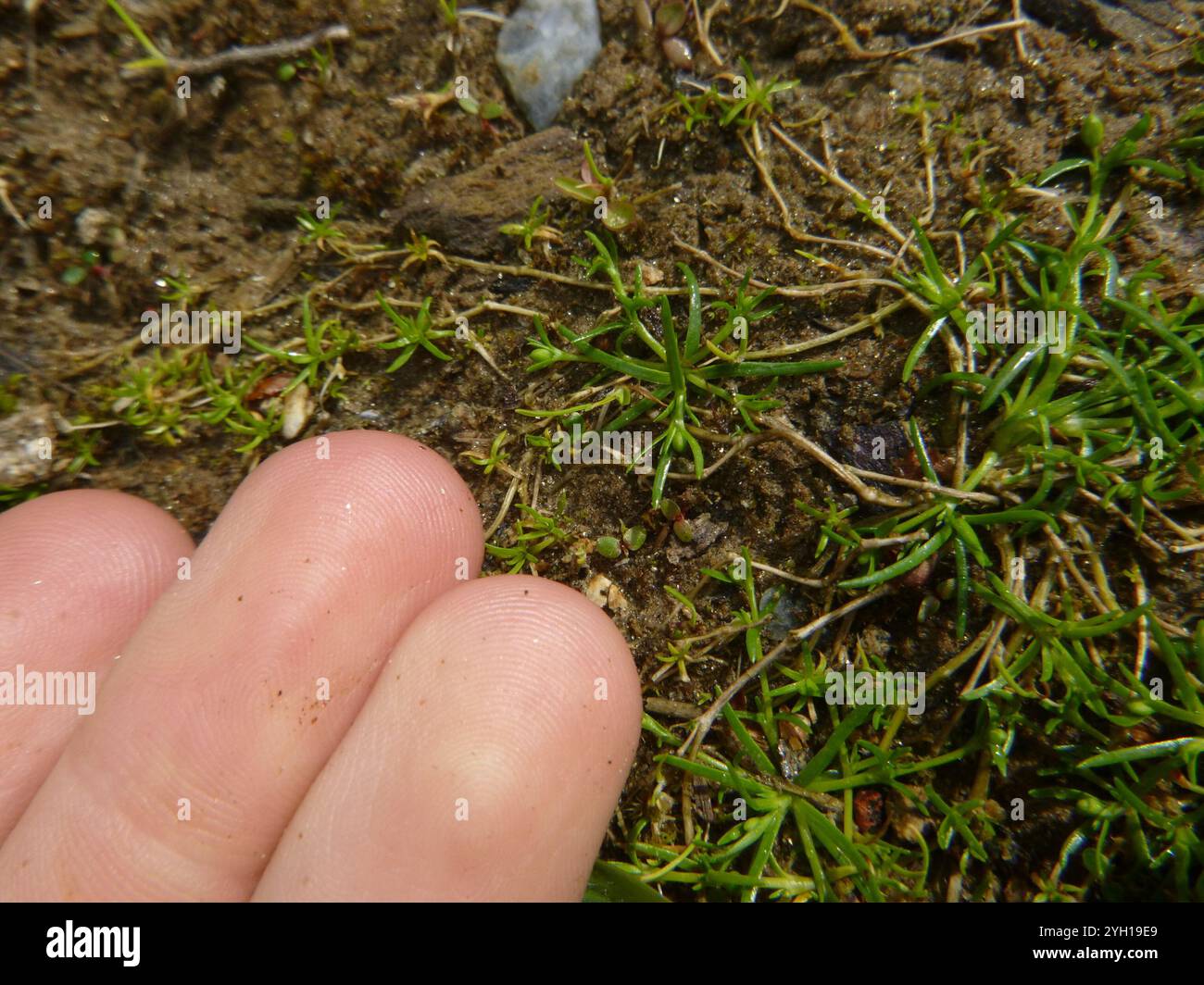 Procumbent Pearlwort (Sagina procumbens Stock Photo - Alamy