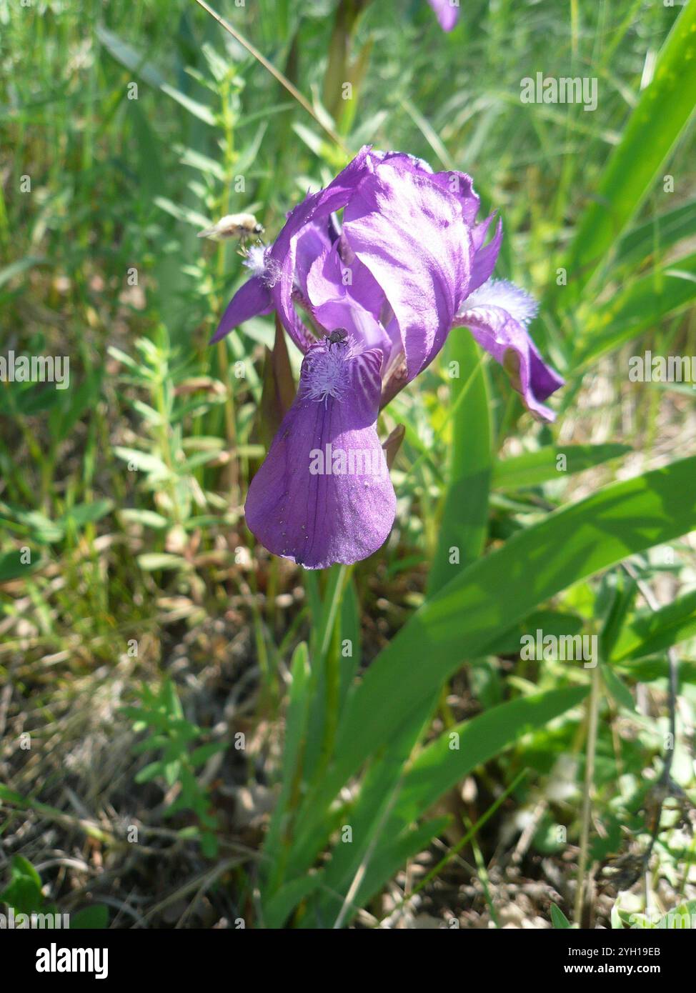 Leafless Iris (Iris aphylla Stock Photo - Alamy