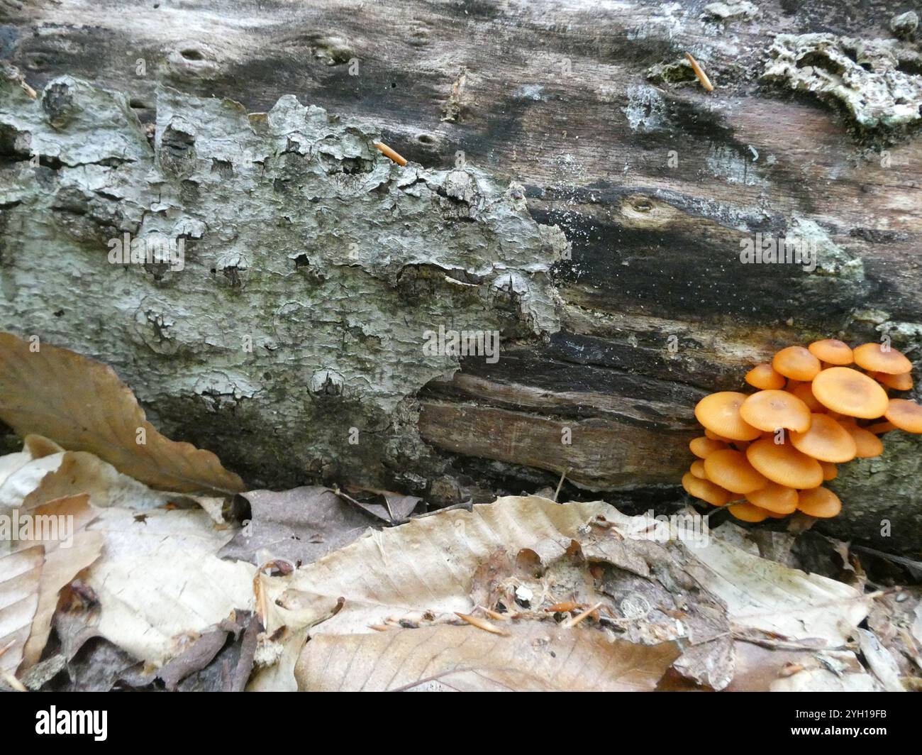 Beech Bark Canker Fungus (Neonectria faginata Stock Photo - Alamy